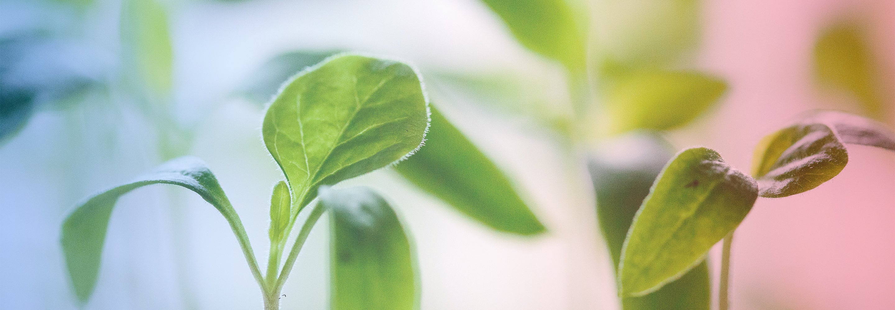 Adjustable Spectrum Grow Lights - Feit Electric